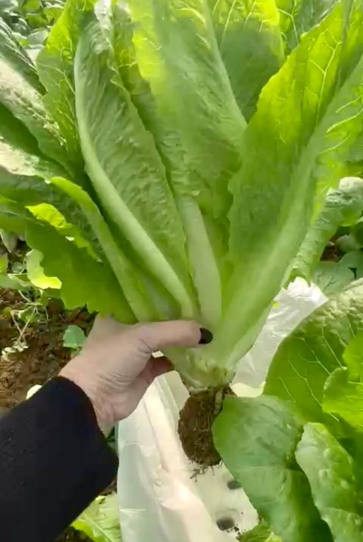 Lettuce per 1kg – Beirut Farmers Market